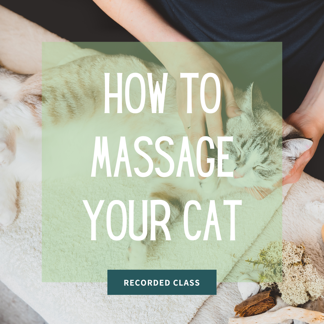 How to Massage Your Cat Class - Peak Animal Wellness and Massage